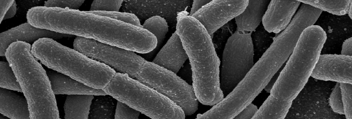 Exponentialfunktion- Wachstum und Zerfall – mathe-lernen.net